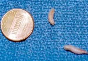 What do Maggots LOOK like? - MAGGOTS